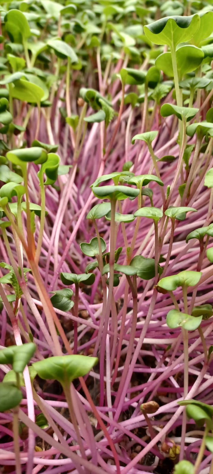Microgreens, Garnish & More – Cosecha Urbana PR
