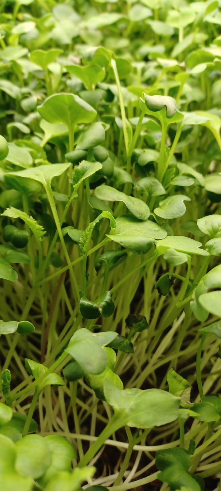 Microgreens – Cosecha Urbana PR